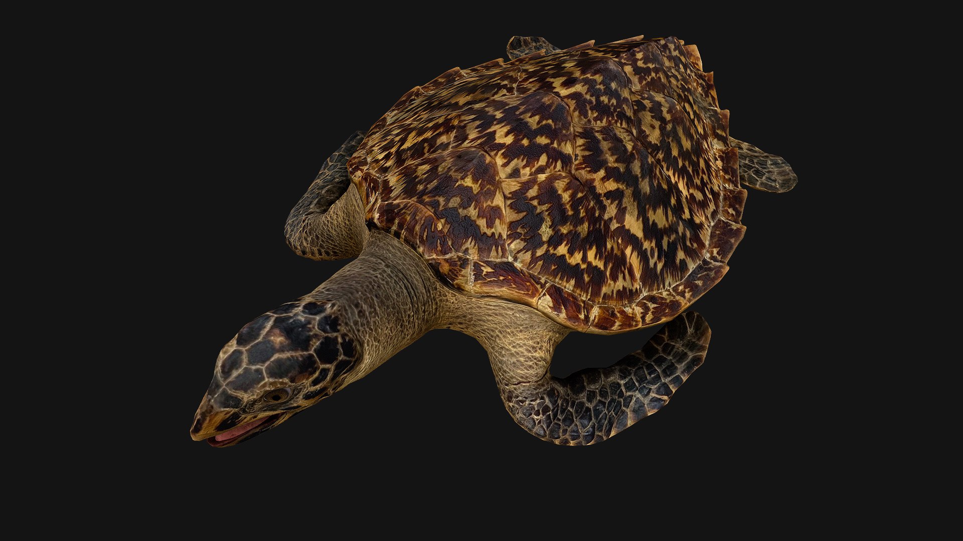 3D Turtle - TurboSquid 2064431