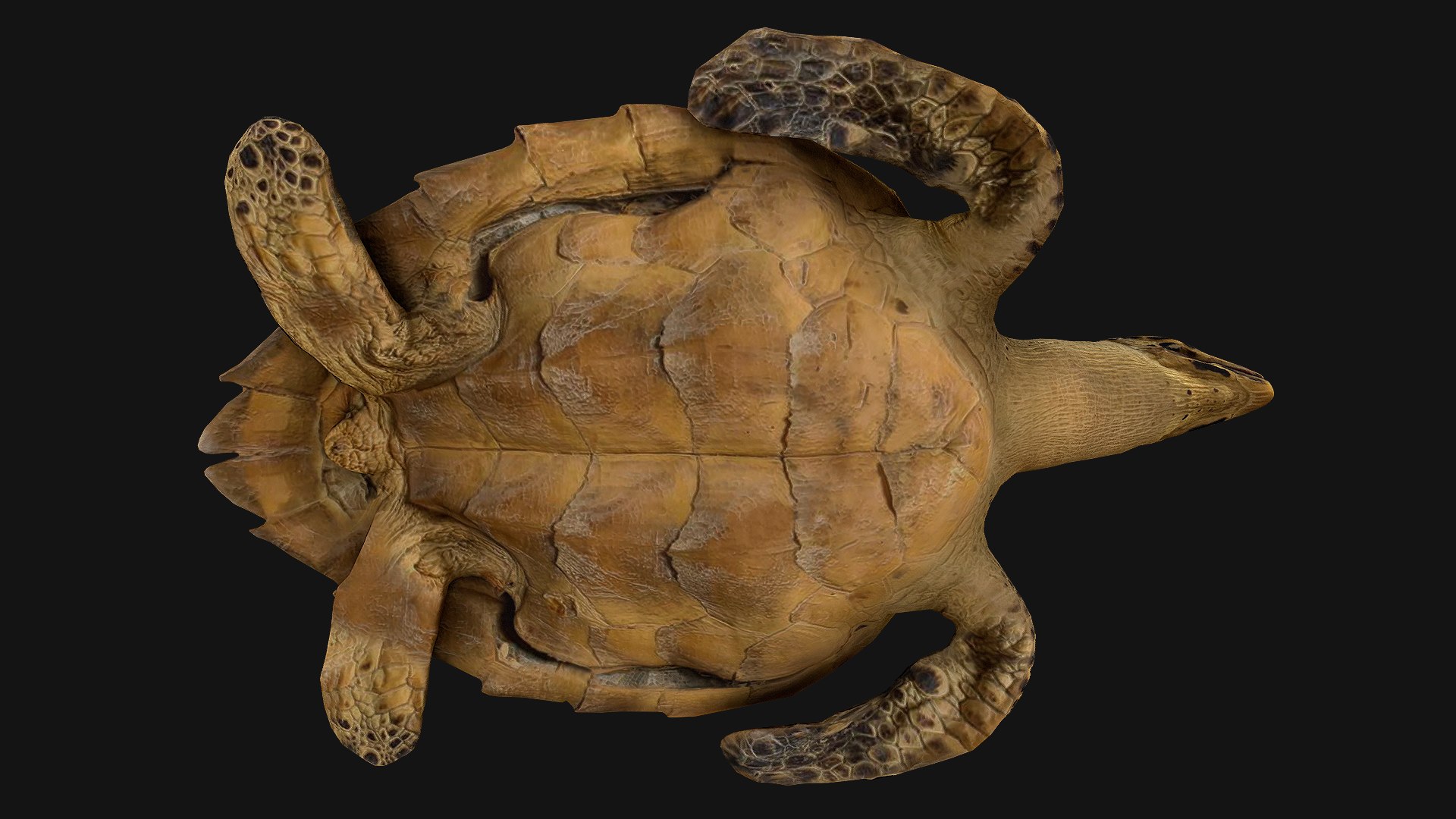 3D Turtle - TurboSquid 2064431