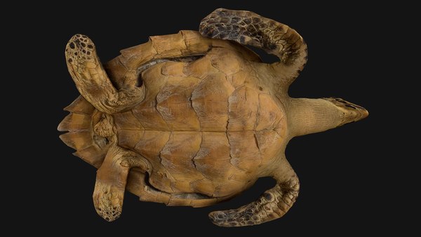 modelo 3d Tortuga - TurboSquid 2064431