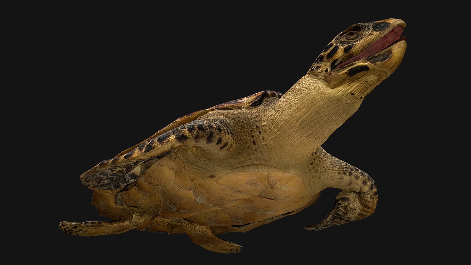 3D Turtle - TurboSquid 2064431