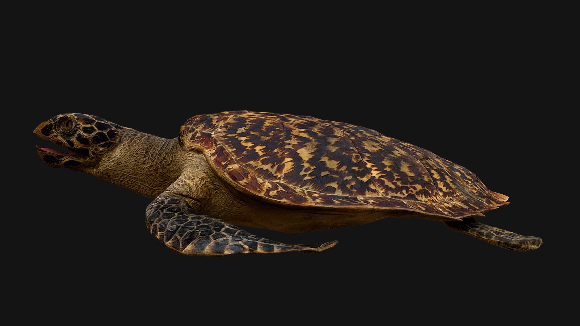 3D Turtle - TurboSquid 2064431