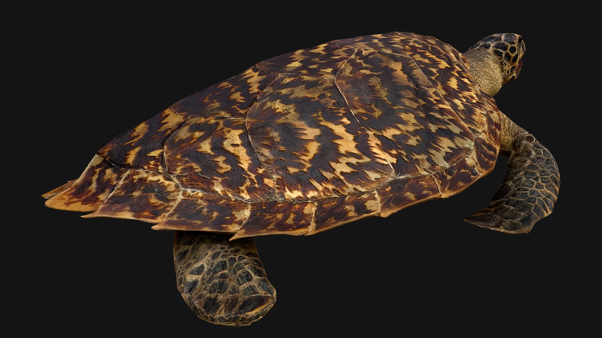 3D Turtle - TurboSquid 2064431