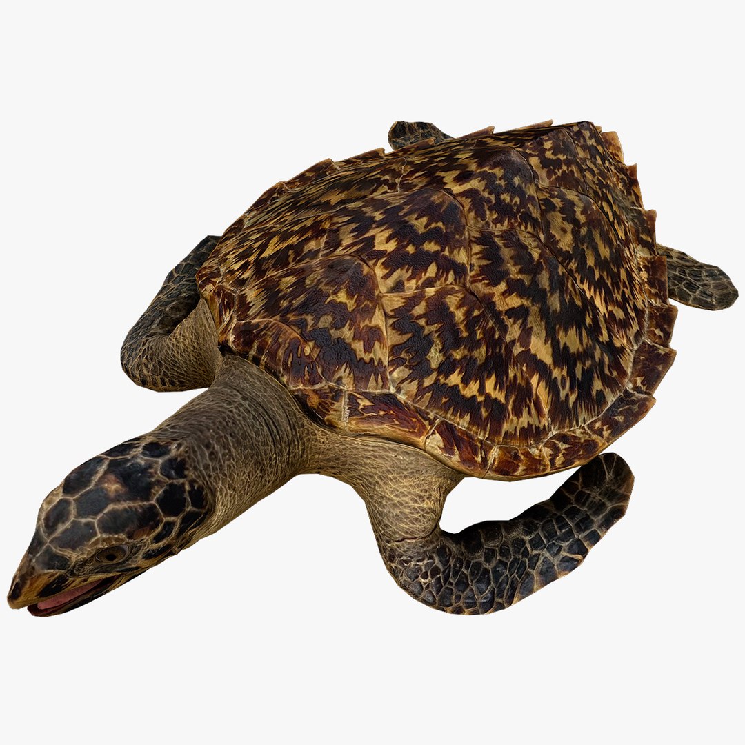 3D Turtle - TurboSquid 2064431