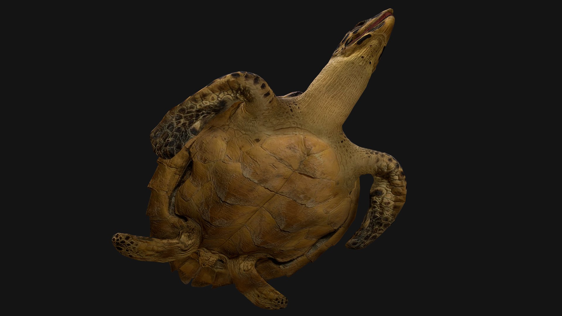 3D Turtle - TurboSquid 2064431