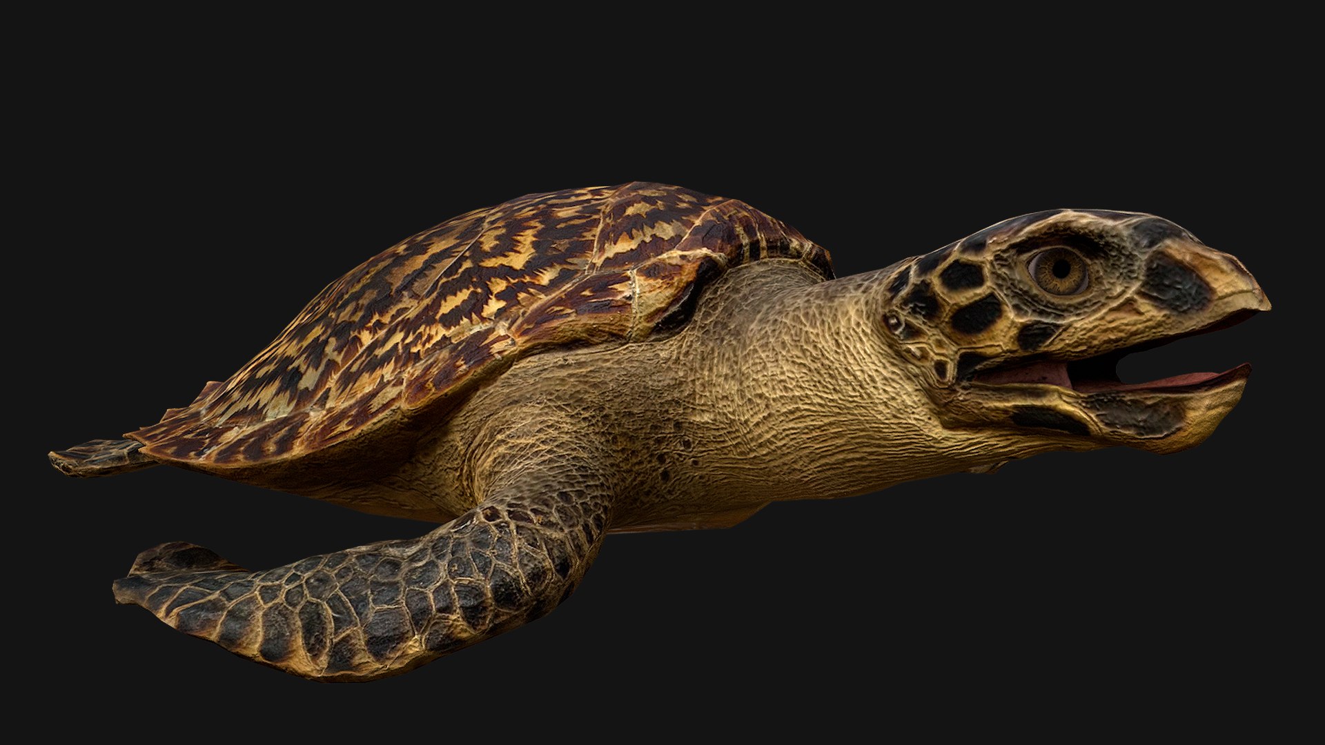 3D Turtle - TurboSquid 2064431