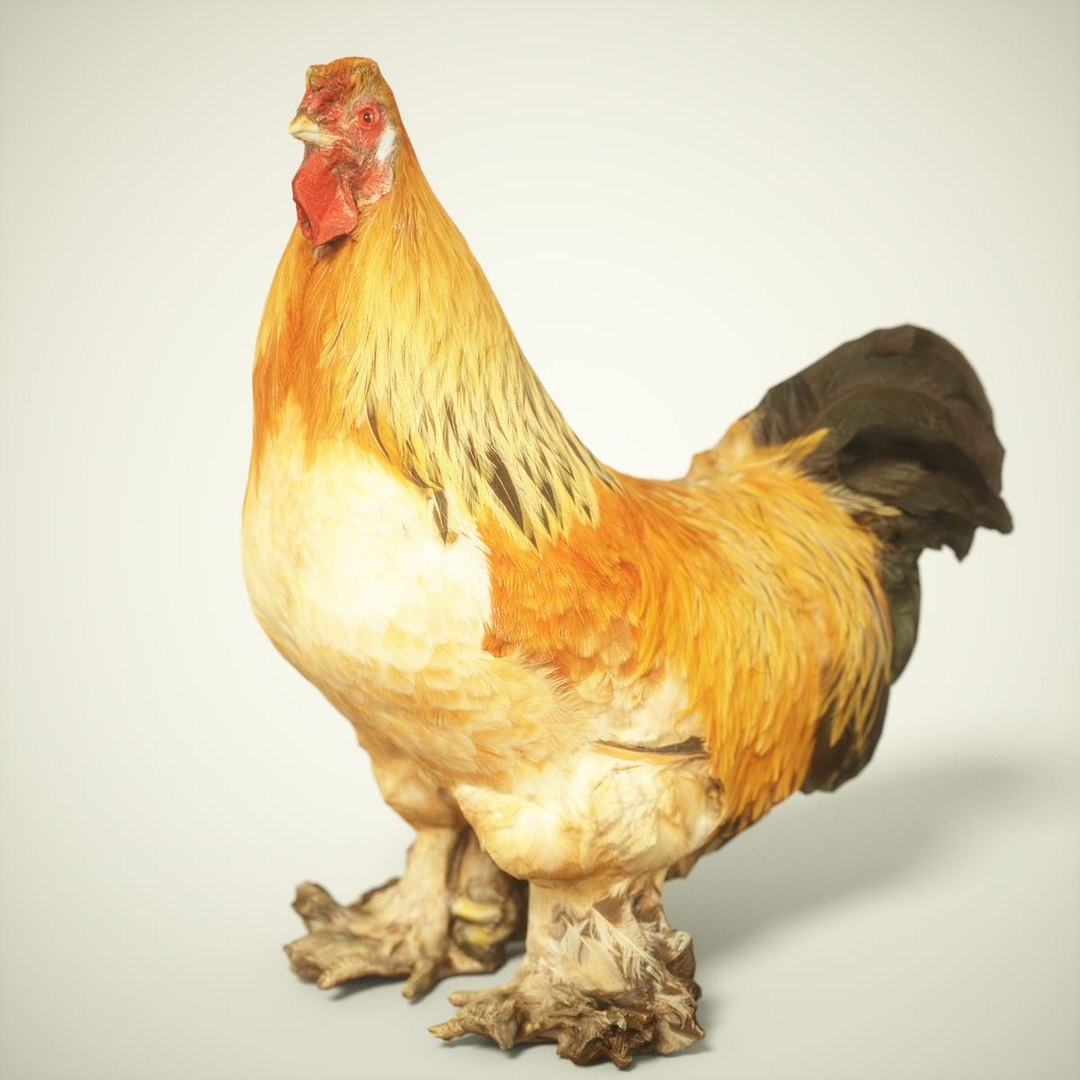 3D Model Animal Digital Photogrammetry - TurboSquid 1162978