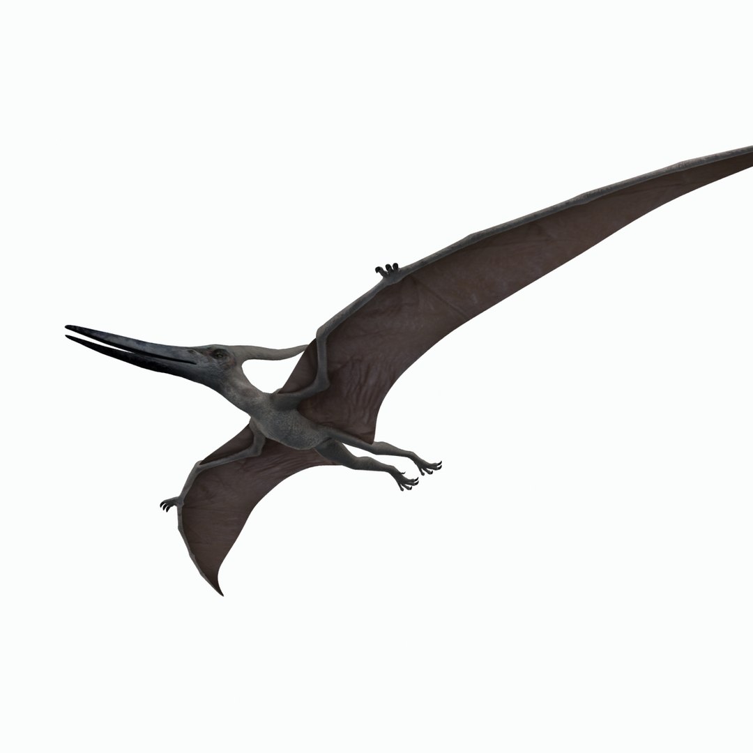 3d Pteranodon Dinosaur Model