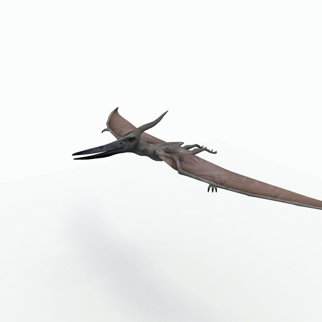 3d Pteranodon Dinosaur Model