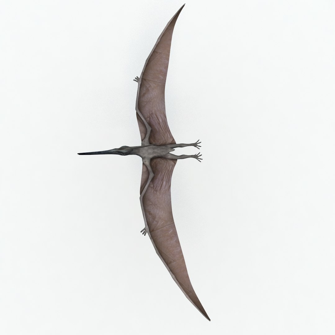 3d Pteranodon Dinosaur Model