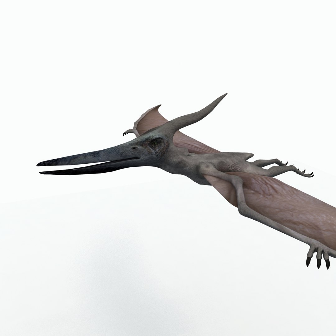 3d Pteranodon Dinosaur Model