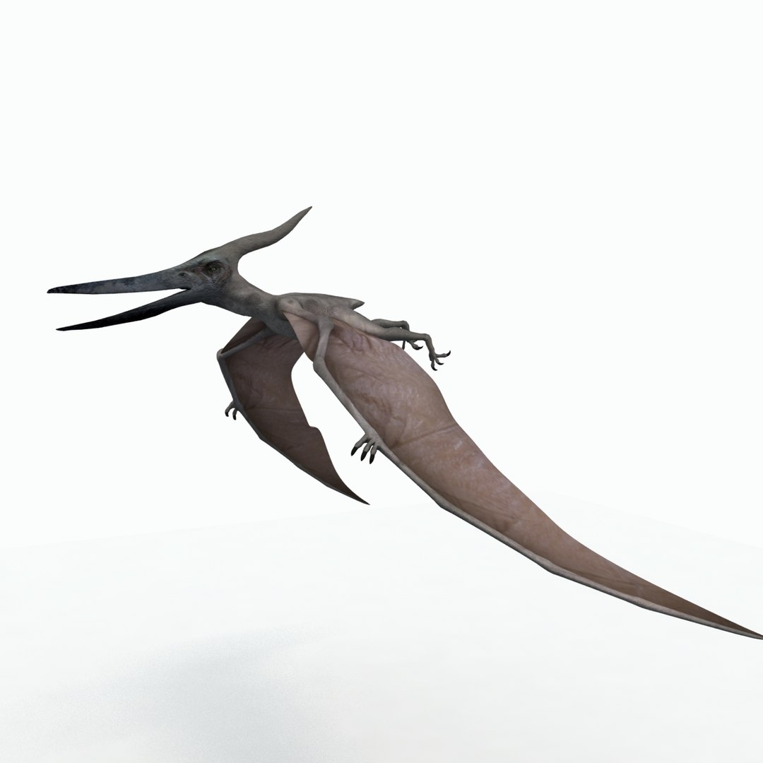 3d Pteranodon Dinosaur Model