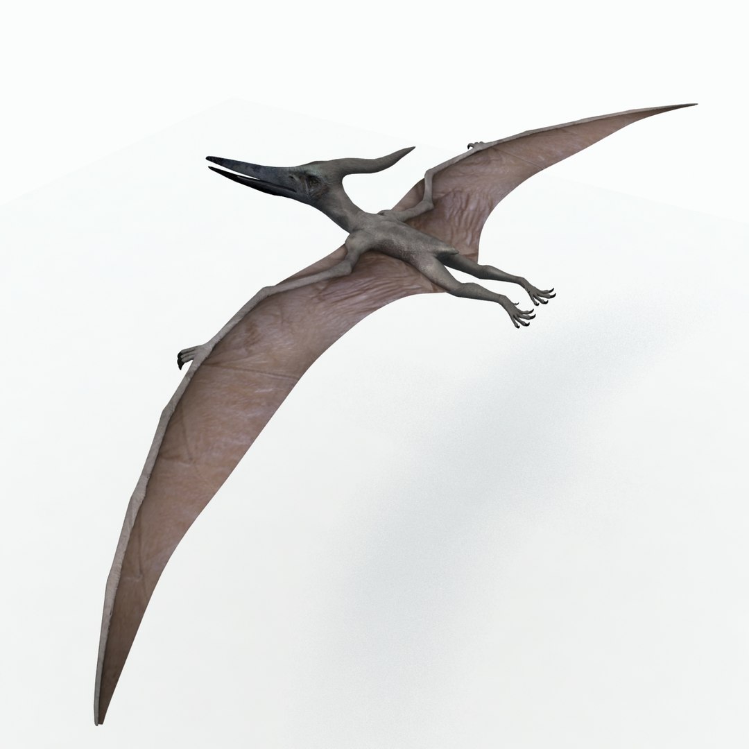 3d Pteranodon Dinosaur Model