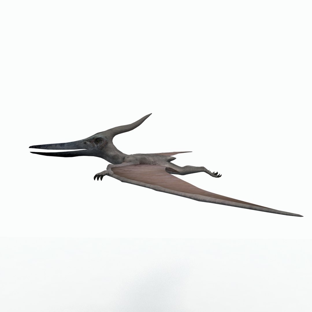 3d Pteranodon Dinosaur Model