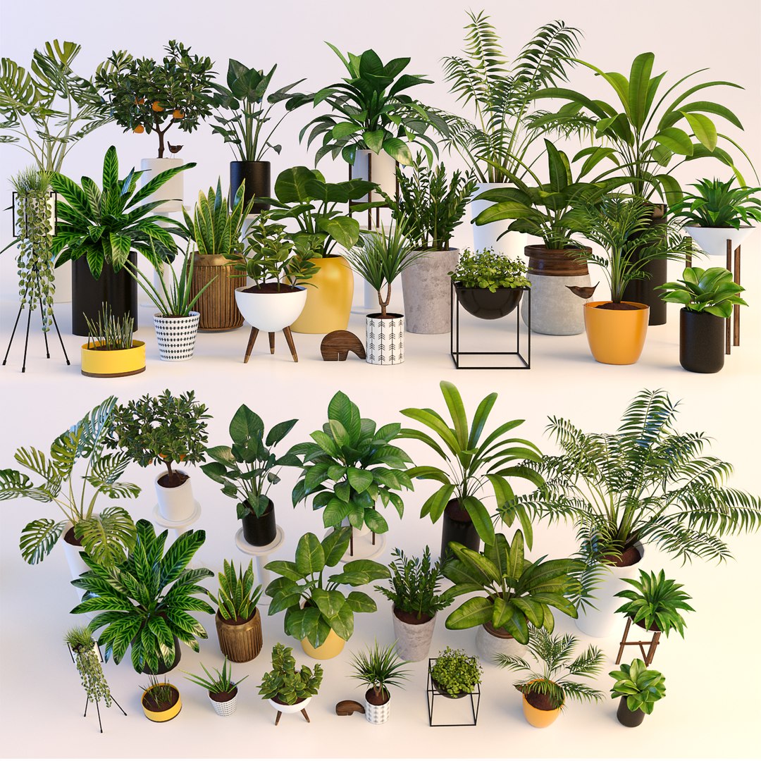 3d Model Plants