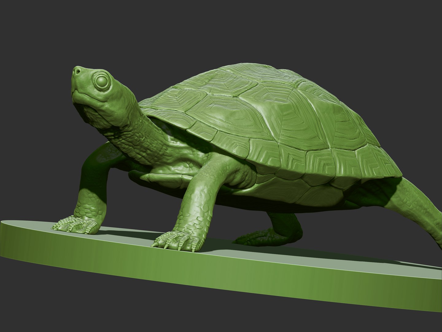 Turtle 3D Model - TurboSquid 1887692