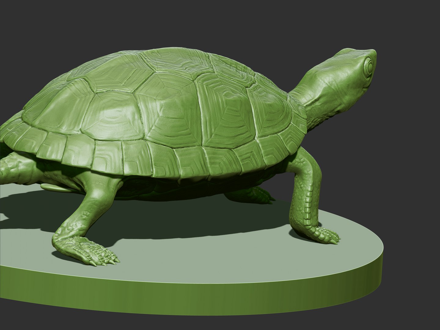 Turtle 3D Model - TurboSquid 1887692