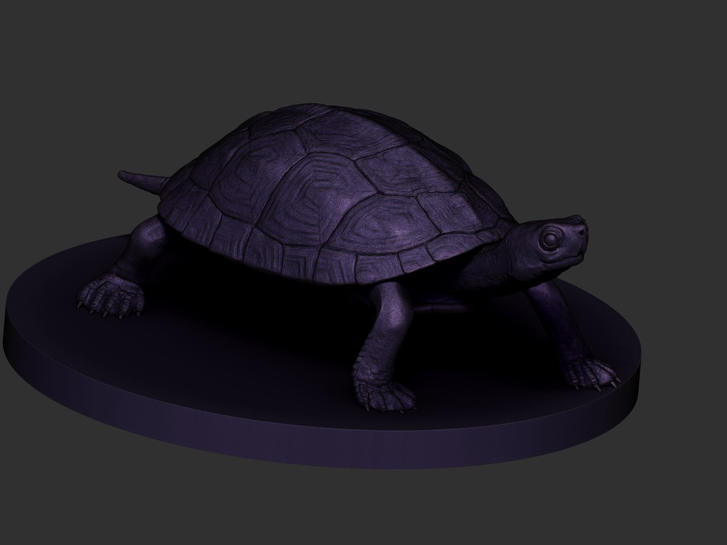 Turtle 3D Model - TurboSquid 1887692