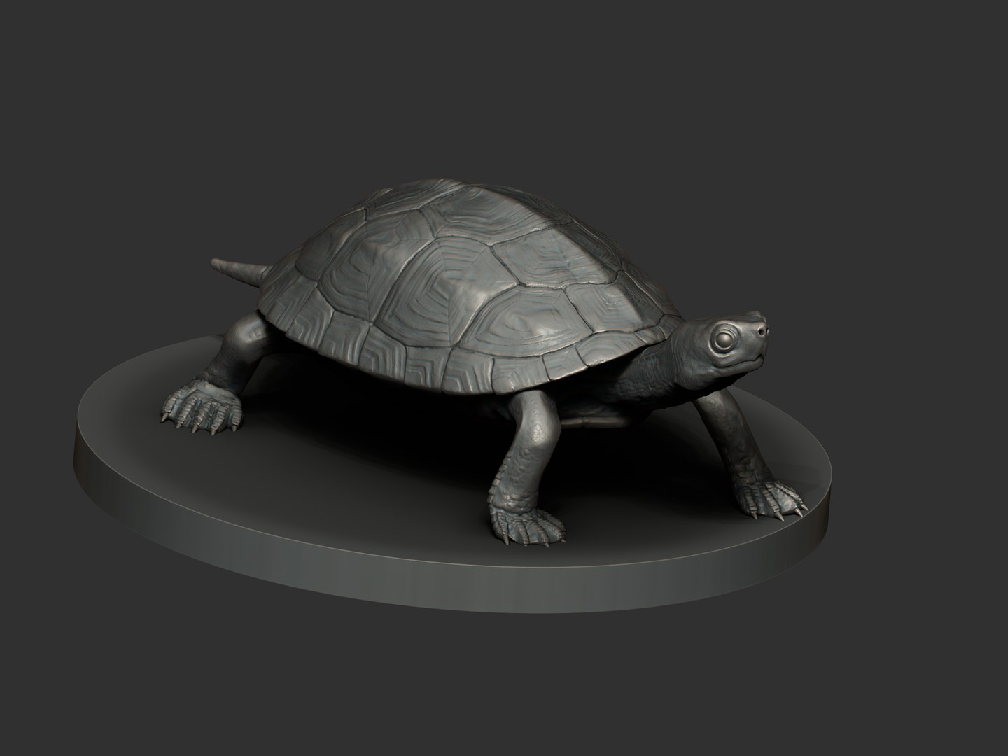Turtle 3D Model - TurboSquid 1887692