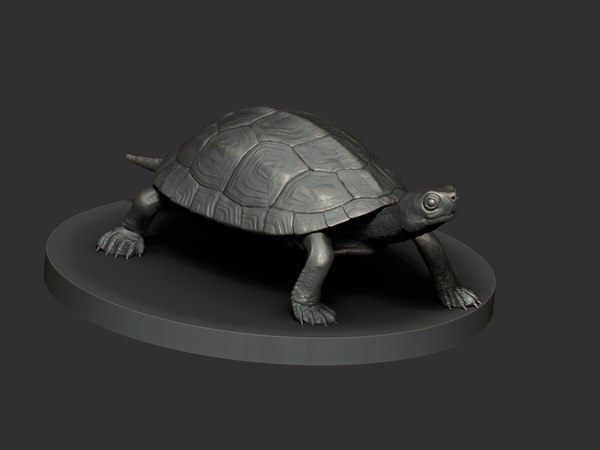 modelo 3d turtle - TurboSquid 1887692