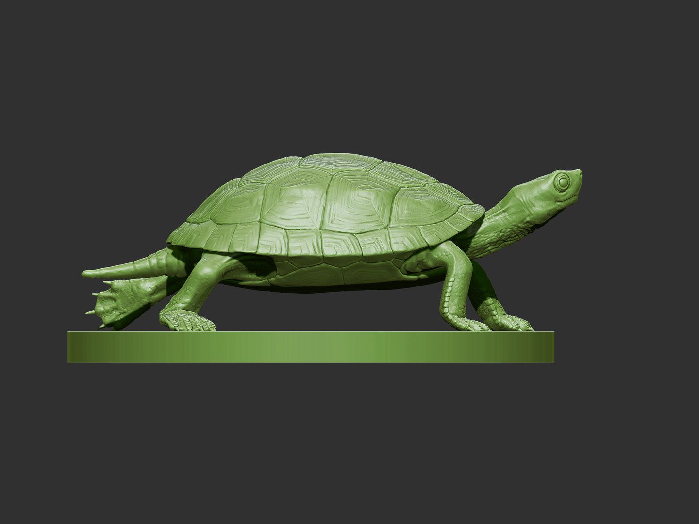 Turtle 3D Model - TurboSquid 1887692