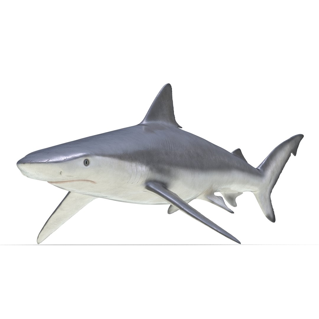 3d model smalltail shark rigged