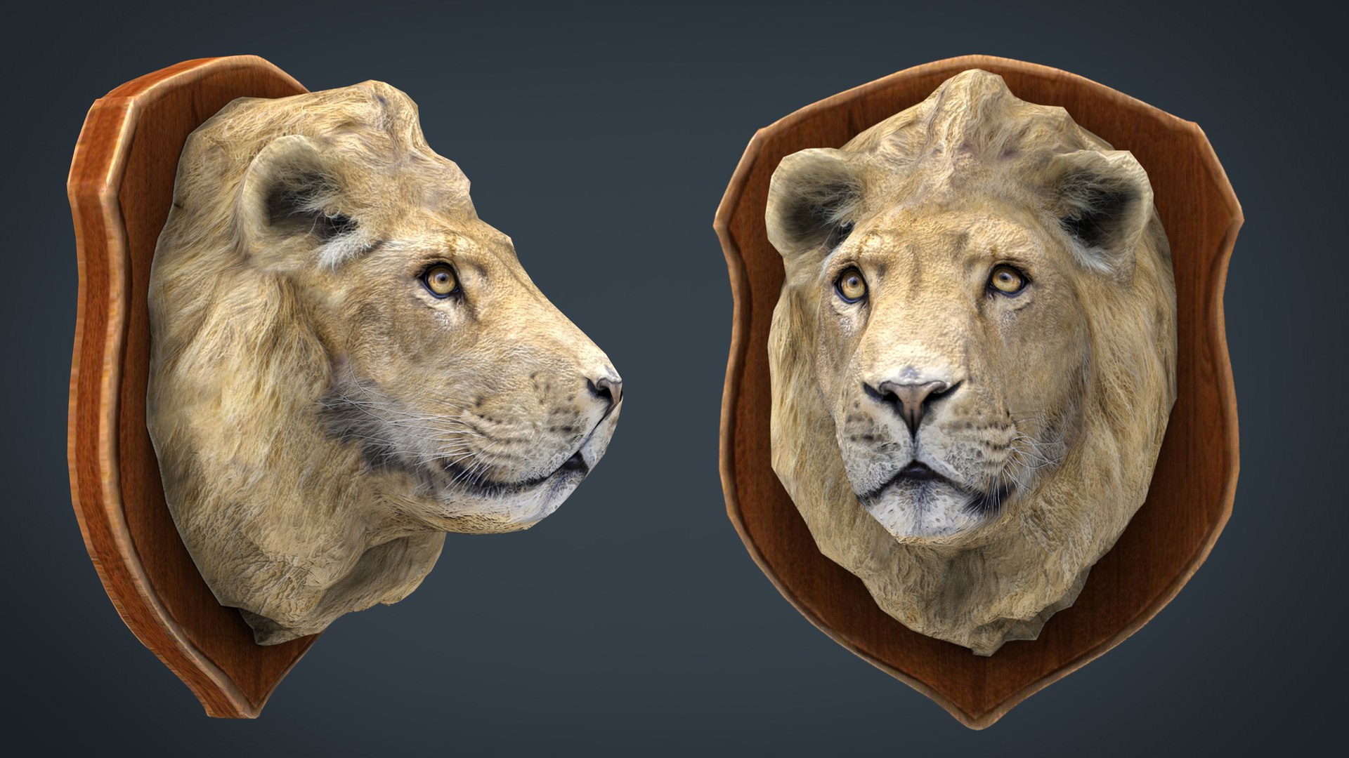 3D lion trophy model - TurboSquid 1418798