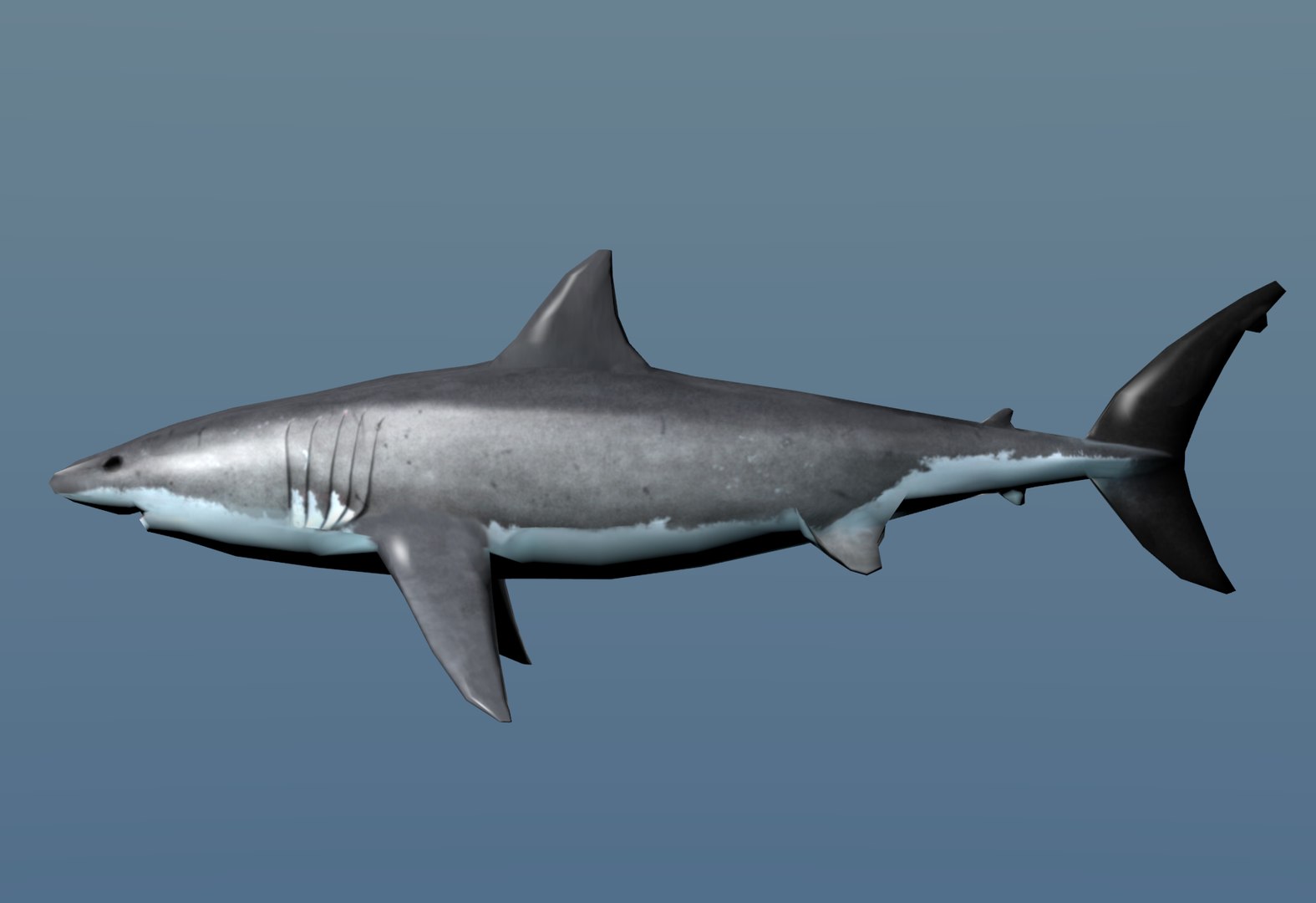 Shark 3D Model | 1142096 | TurboSquid