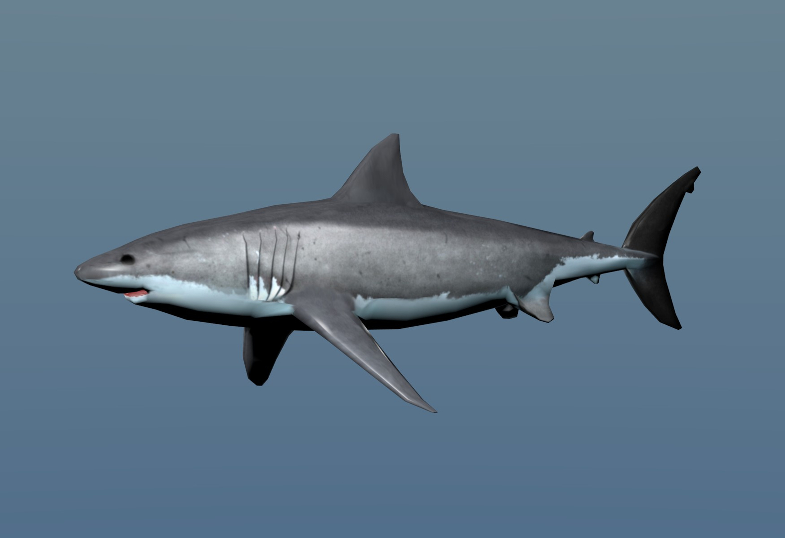 Shark 3D Model | 1142096 | TurboSquid