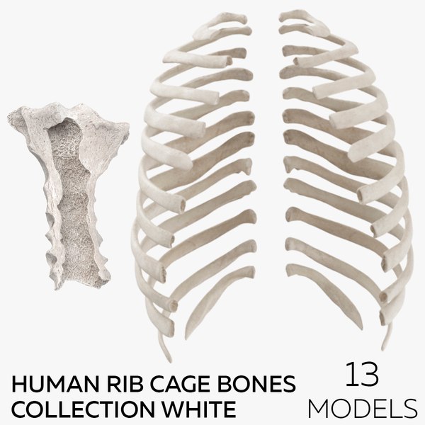 3D Human Rib Cage Bones Collection White - 13 models - TurboSquid 1744603