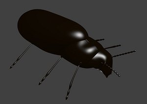 Beetle 3D Models for Download | TurboSquid