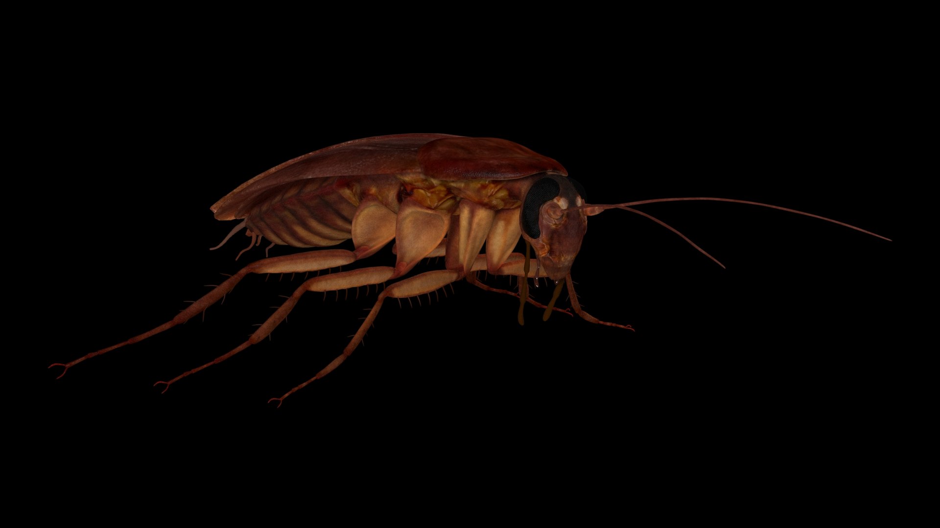 3D Cockroach Model Rigged Animated - TurboSquid 2081559