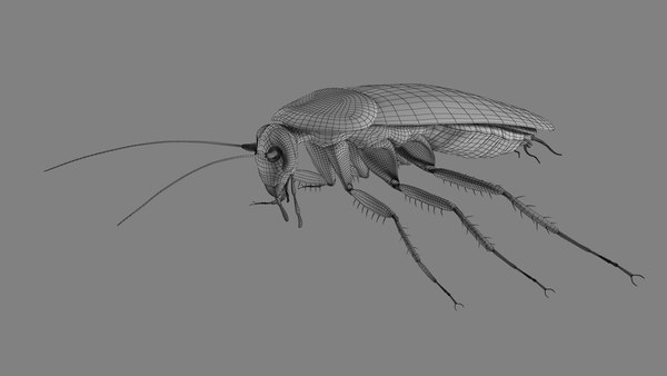 modelo 3d Cockroach Model Rigged Animated - TurboSquid 2081559