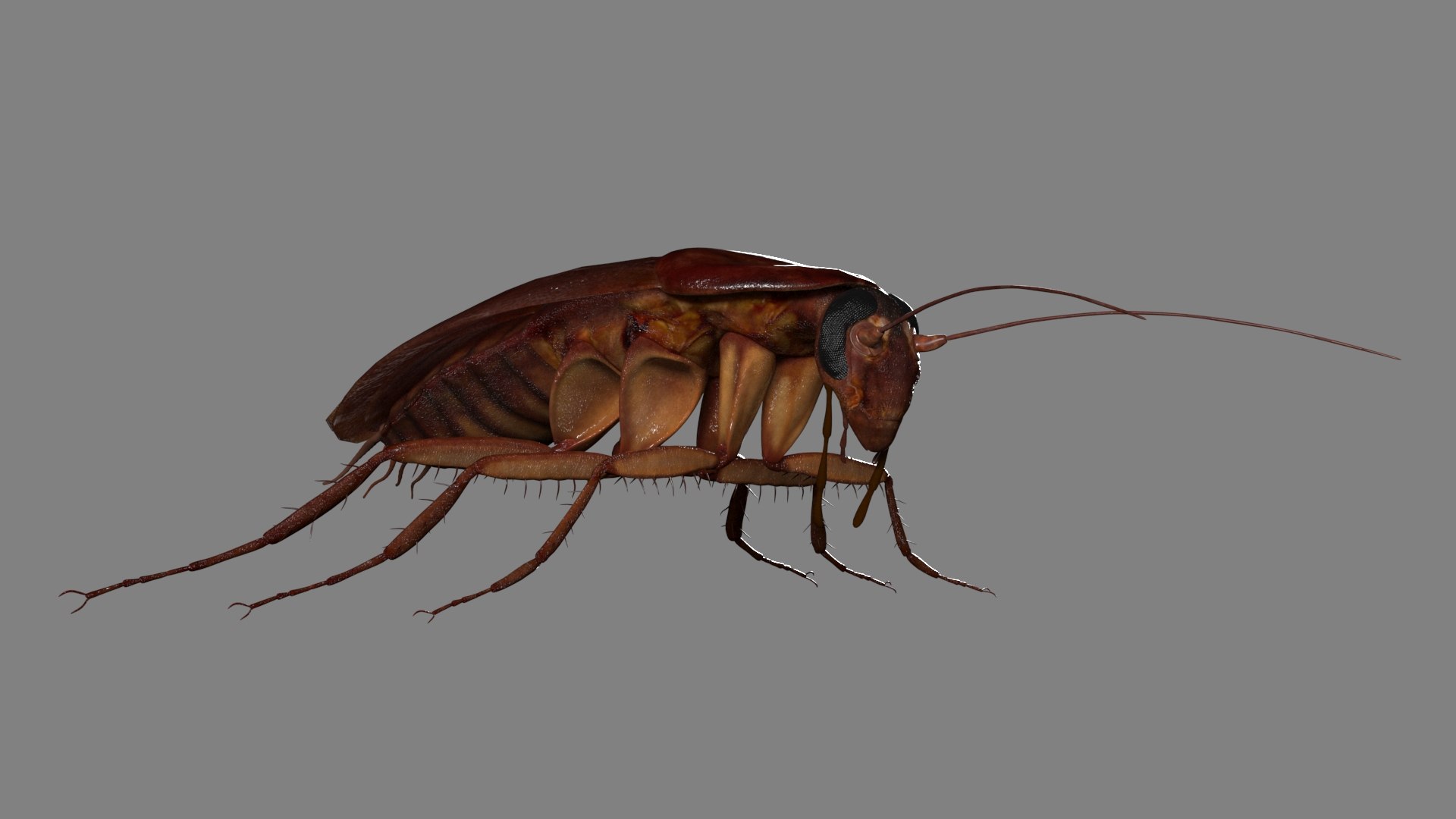 3D Cockroach Model Rigged Animated - TurboSquid 2081559