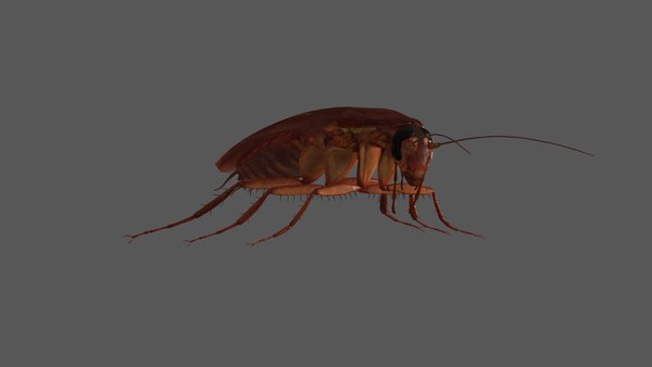 modelo 3d Cockroach Model Rigged Animated - TurboSquid 2081559