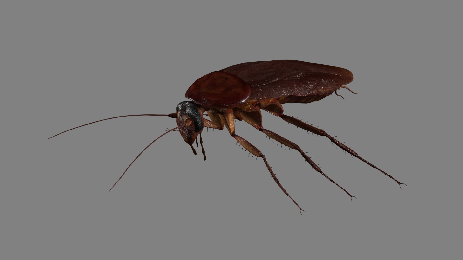 3D Cockroach Model Rigged Animated - TurboSquid 2081559
