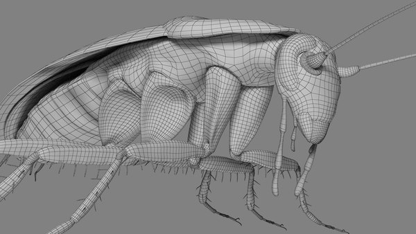 modelo 3d Cockroach Model Rigged Animated - TurboSquid 2081559
