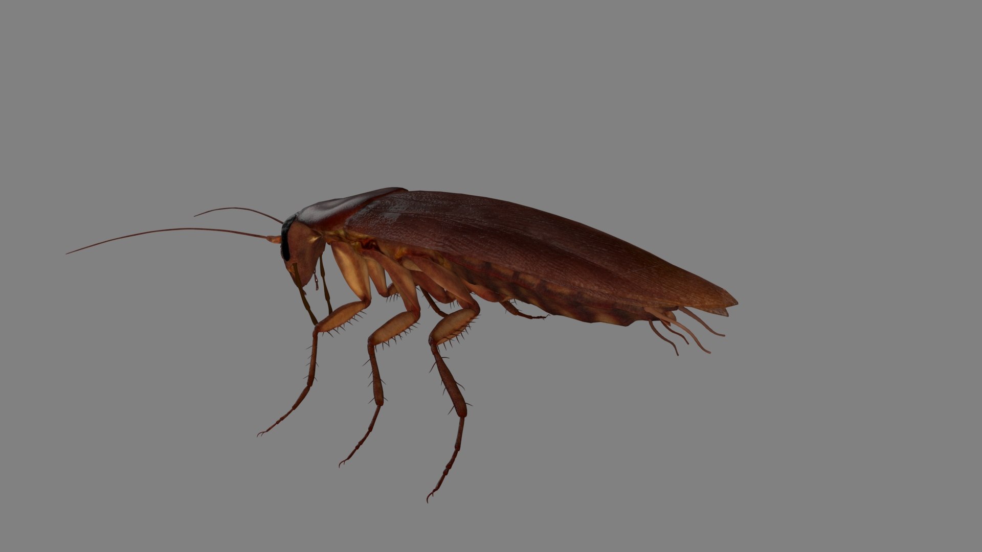 3D Cockroach Model Rigged Animated - TurboSquid 2081559