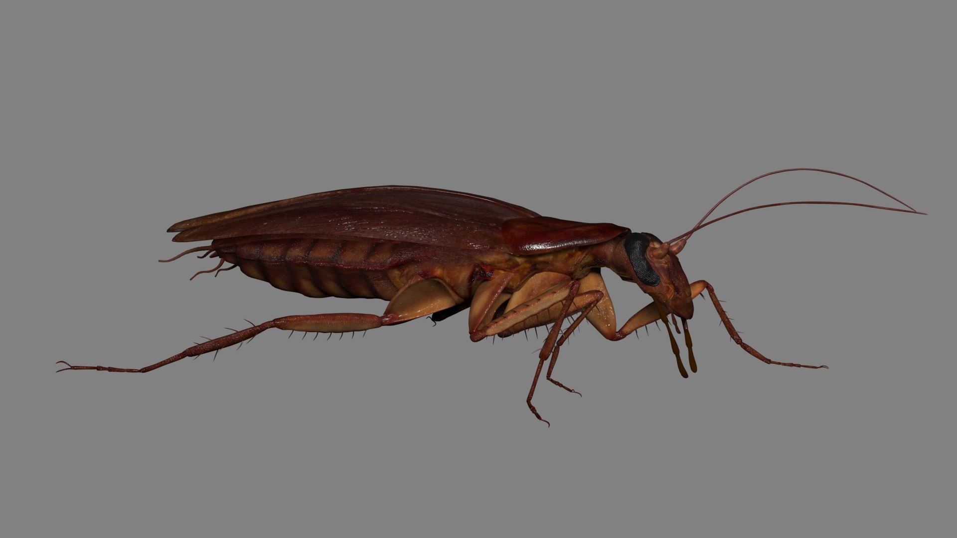 3D Cockroach Model Rigged Animated - TurboSquid 2081559