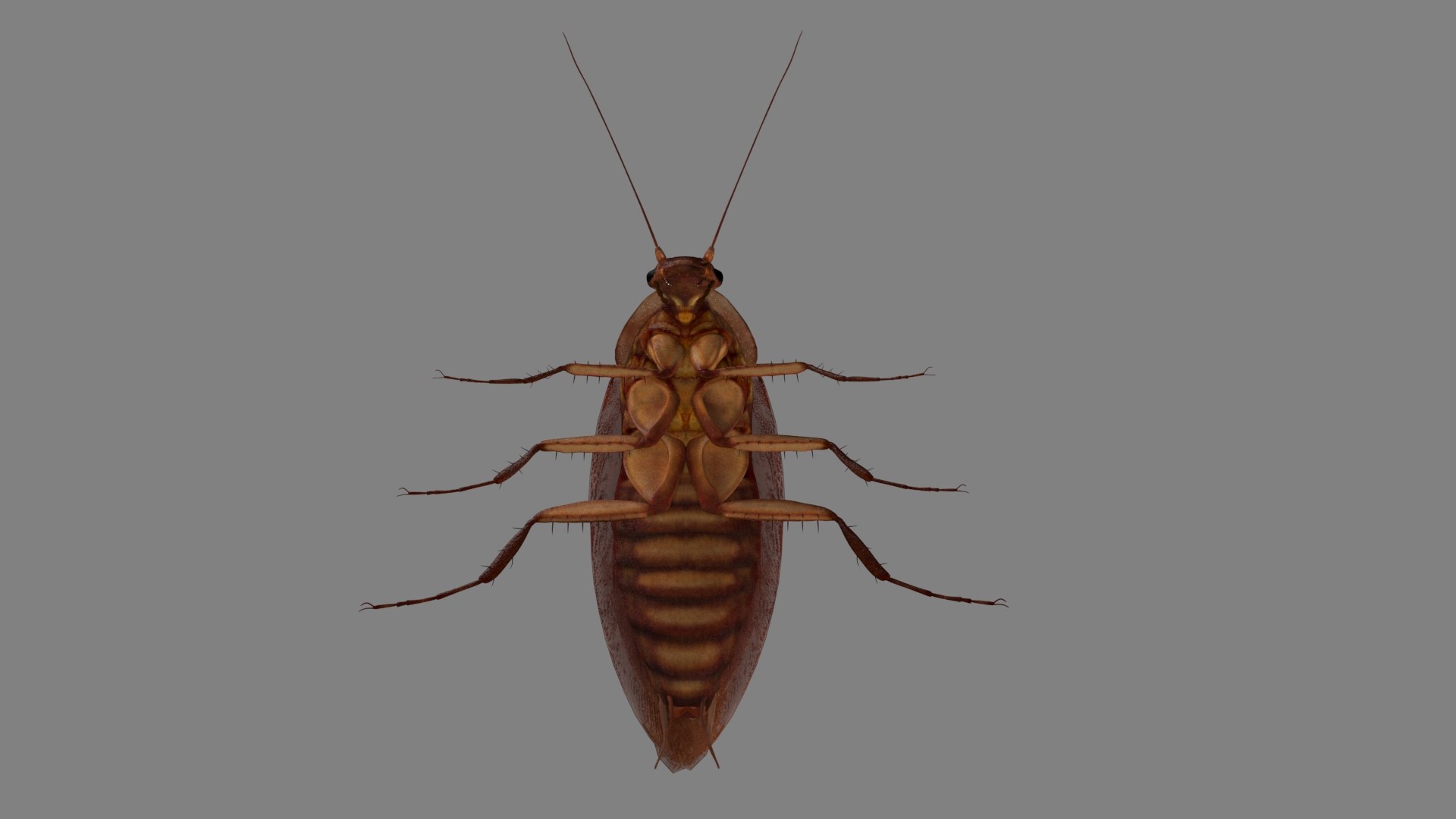 3D Cockroach Model Rigged Animated - TurboSquid 2081559