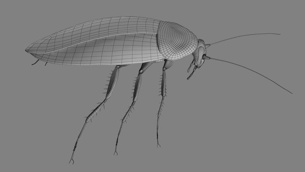 modelo 3d Cockroach Model Rigged Animated - TurboSquid 2081559