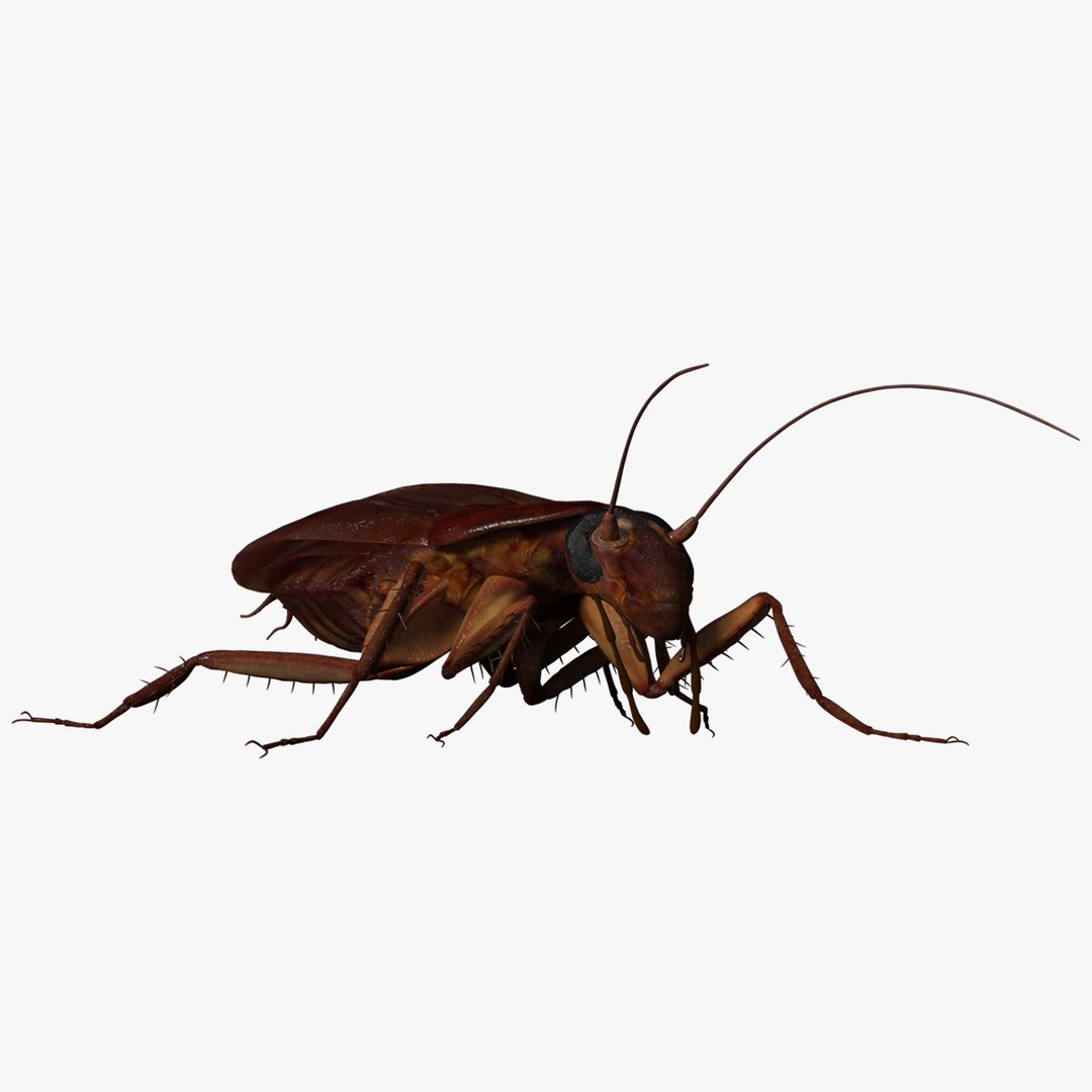3D Cockroach Model Rigged Animated - TurboSquid 2081559