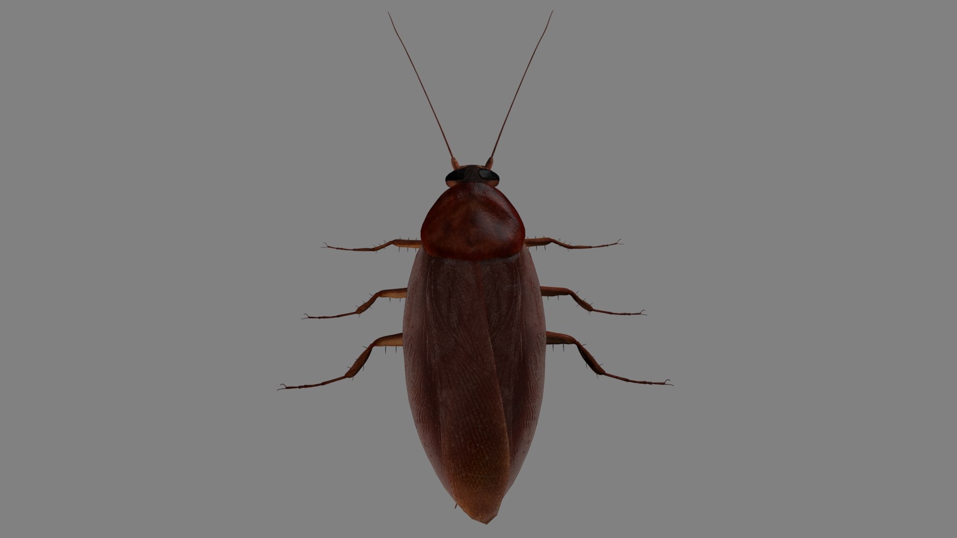 3D Cockroach Model Rigged Animated - TurboSquid 2081559