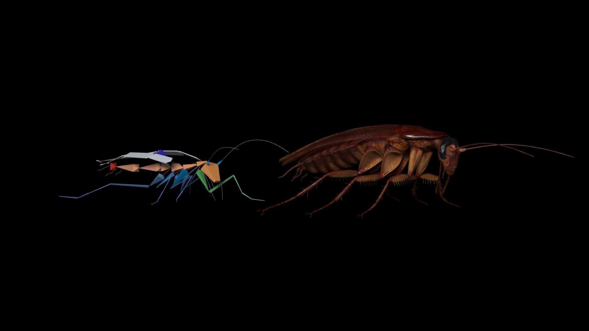 3D Cockroach Model Rigged Animated - TurboSquid 2081559