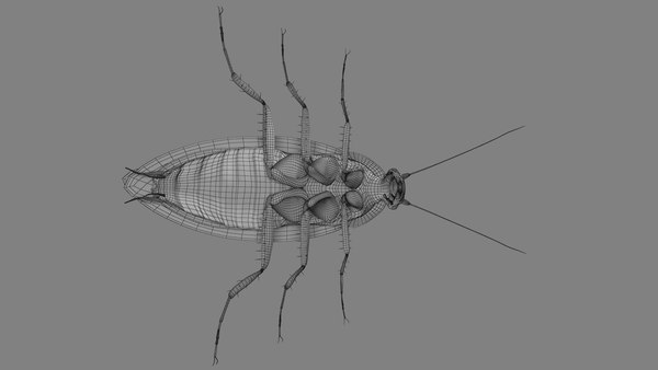 modelo 3d Cockroach Model Rigged Animated - TurboSquid 2081559