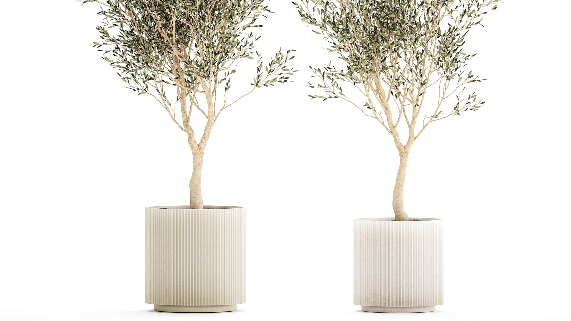 Beautiful Olive Trees In Flower Pots For Interior 1229 3D - TurboSquid ...