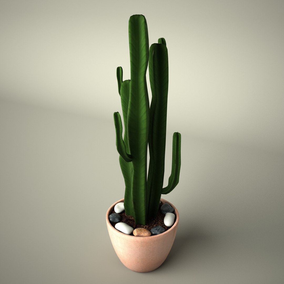 3d Cactus Interior Vrayforc4d