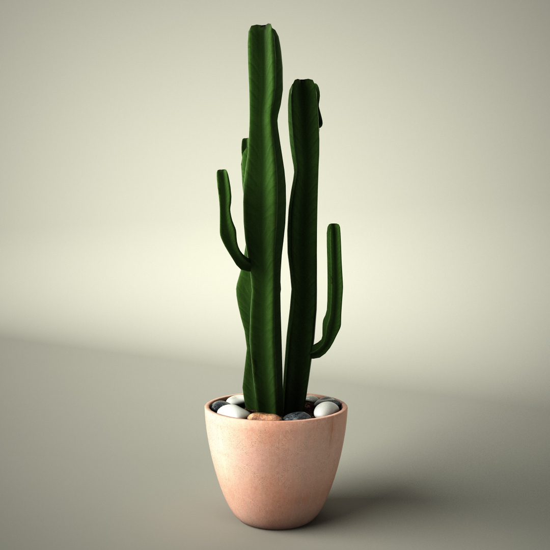 3d Cactus Interior Vrayforc4d