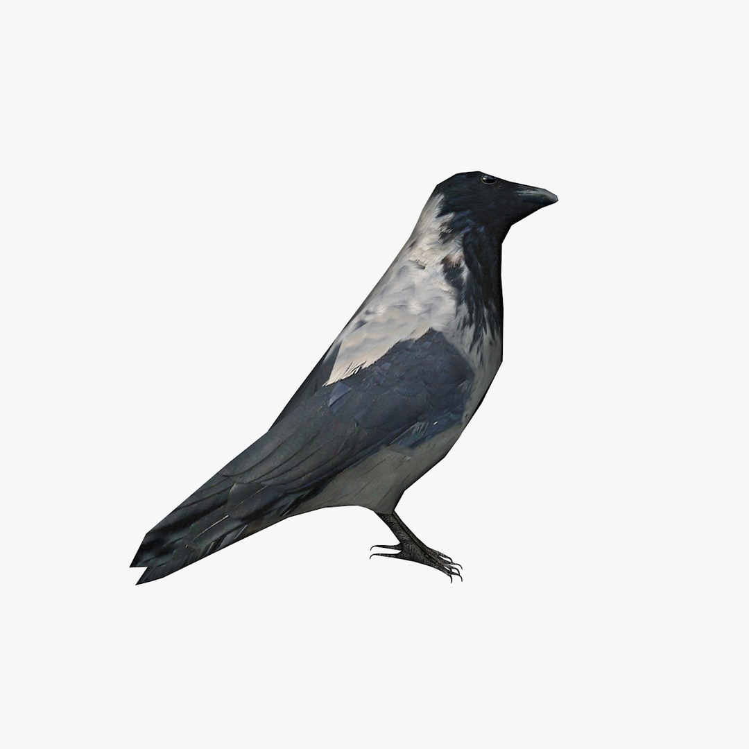 Crow Animal Bird 3D Model - TurboSquid 1513223