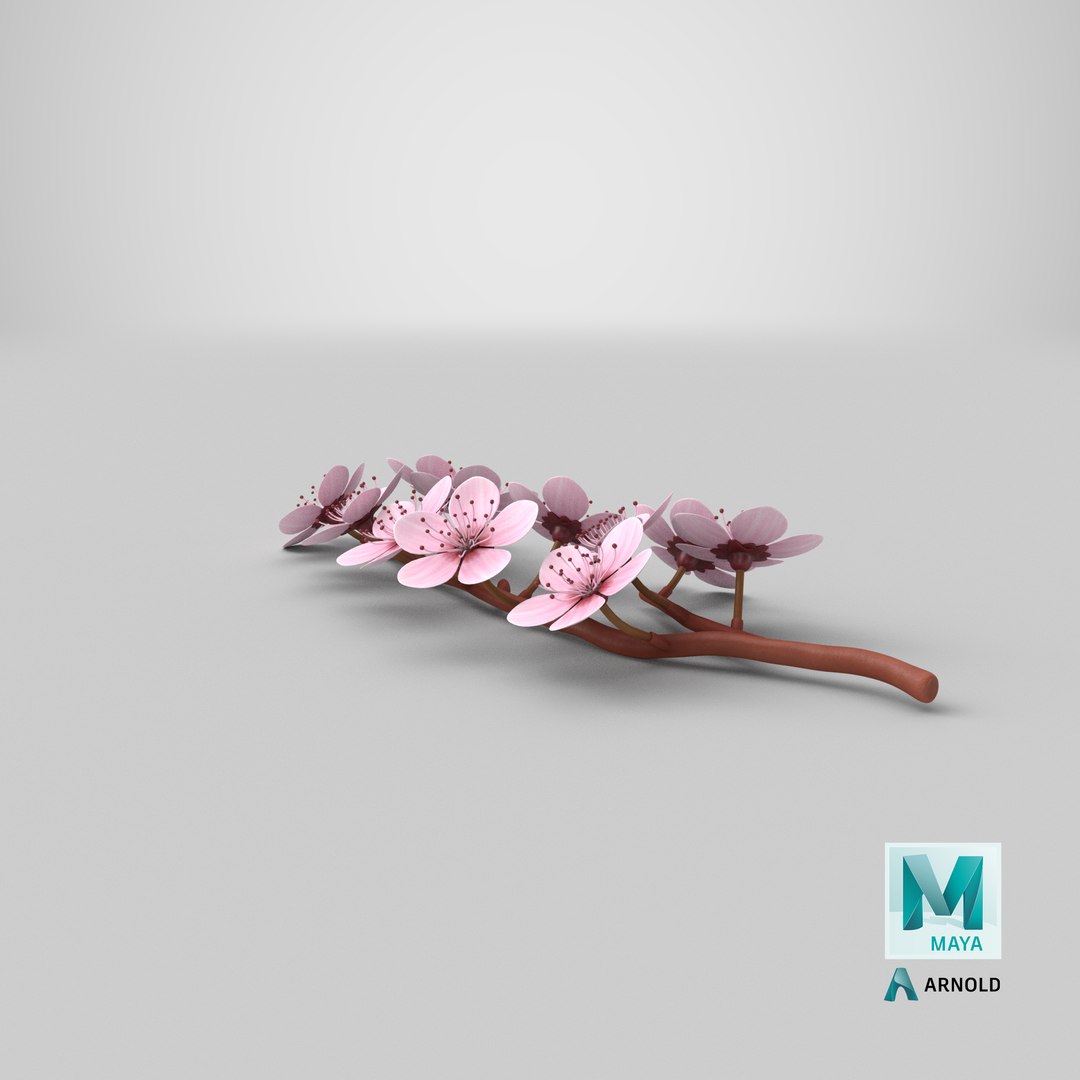 3D Realistic Cherry Blossom Model - TurboSquid 1635542