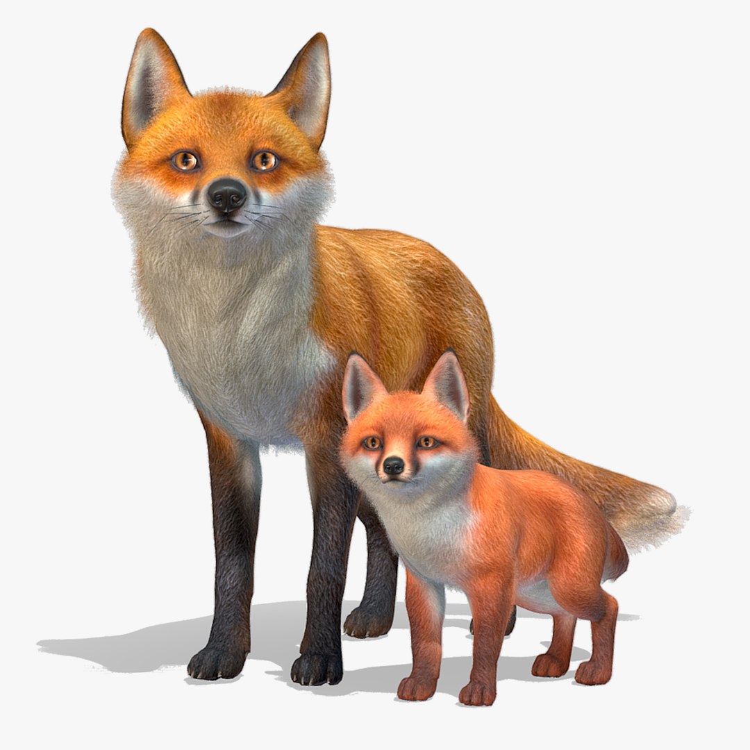 Fox - Family model - TurboSquid 2111058